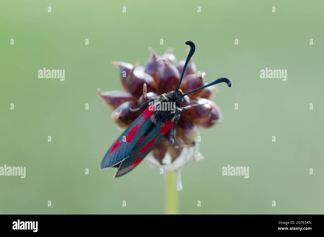 red-banded burnet zygaena sarpedon in close view on scabiosa Stock ...
