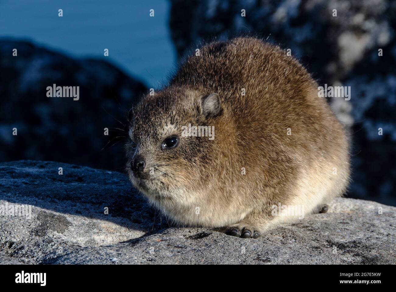 Rock Hyrax, Procavia capensis Stock Photo - Alamy