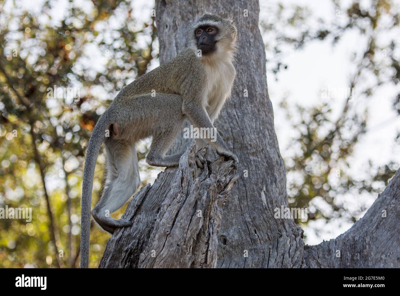 Vervet Monkey, Chlorocebus pygerythrus Stock Photo - Alamy