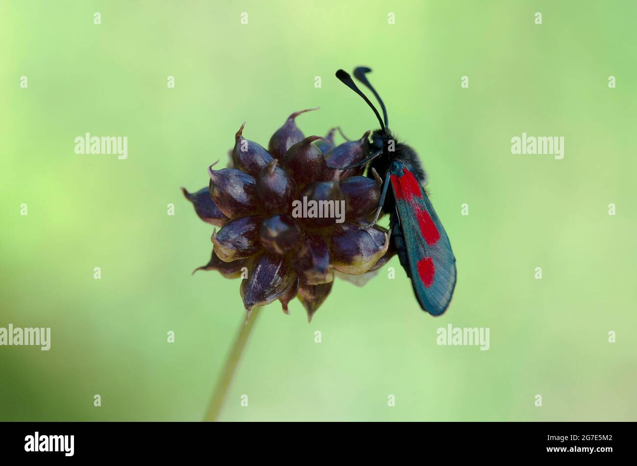red-banded burnet zygaena sarpedon in close view on scabiosa Stock ...