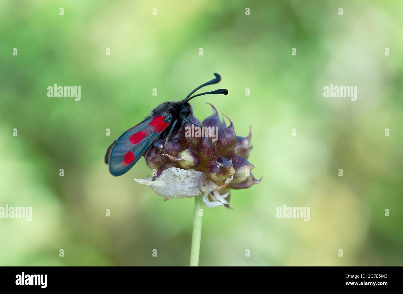 red-banded burnet zygaena sarpedon in close view on scabiosa Stock ...