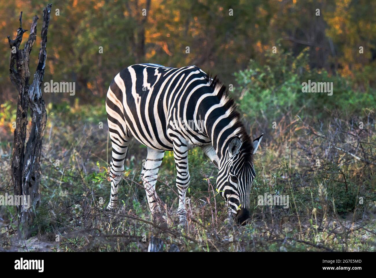 Plains Zebra, Equus quagga Stock Photo - Alamy