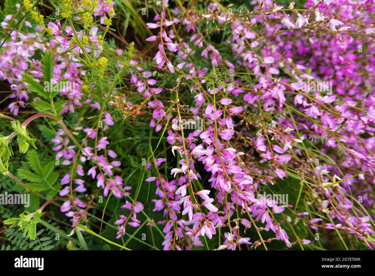 Cypressapril hi-res stock photography and images - Alamy
