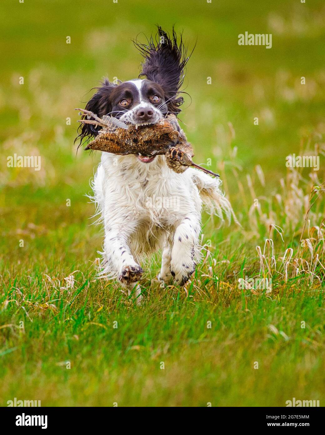 Bird springer retrieving bird english springer working adult hi-res ...