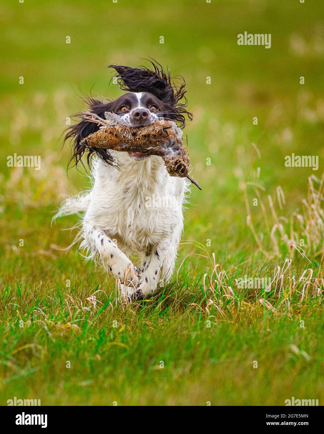 An English Springer Spaniel retrieving, or carrying, a Woodcock Stock ...