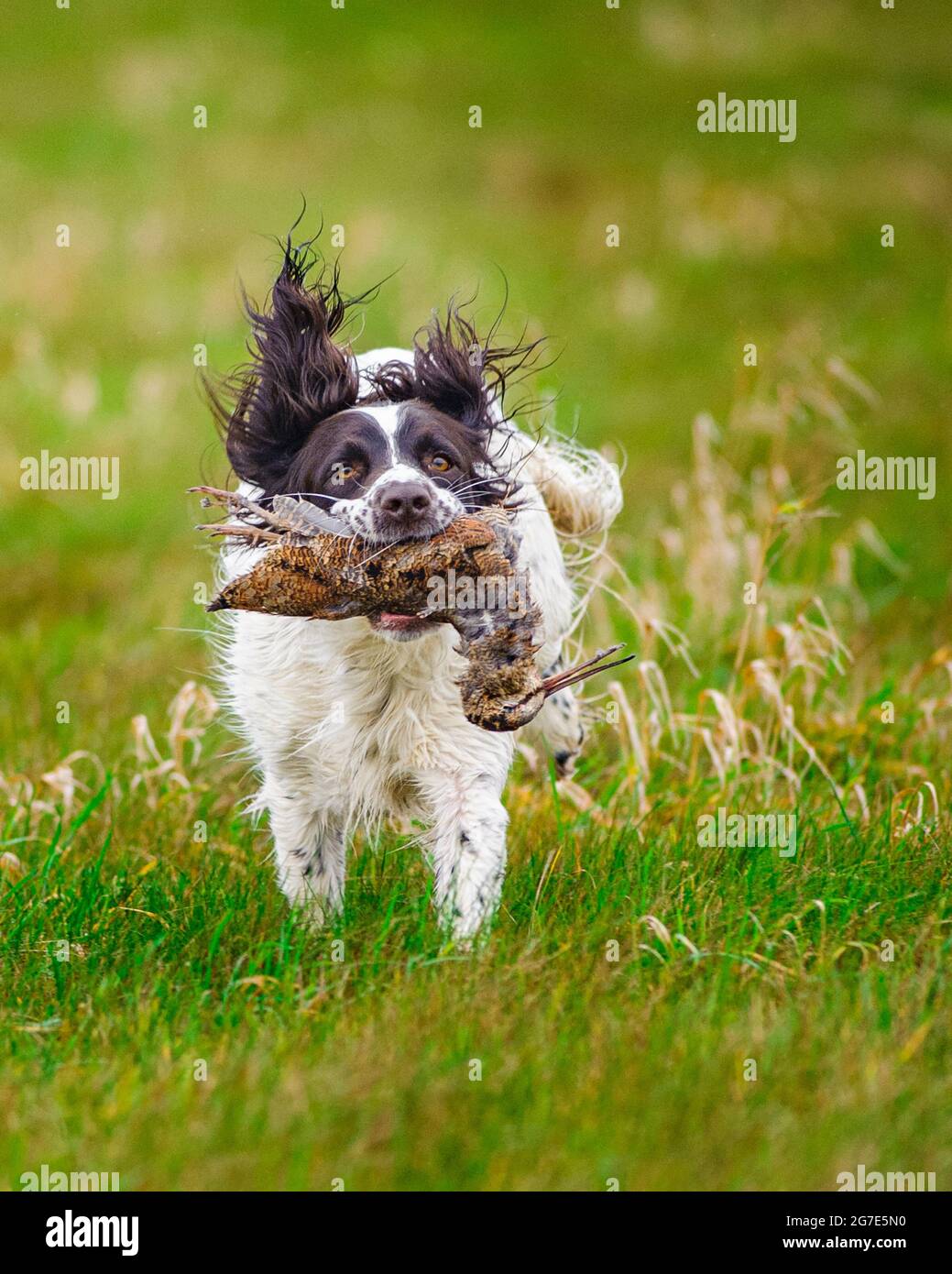 English springer retrieving bird adult hi-res stock photography and ...
