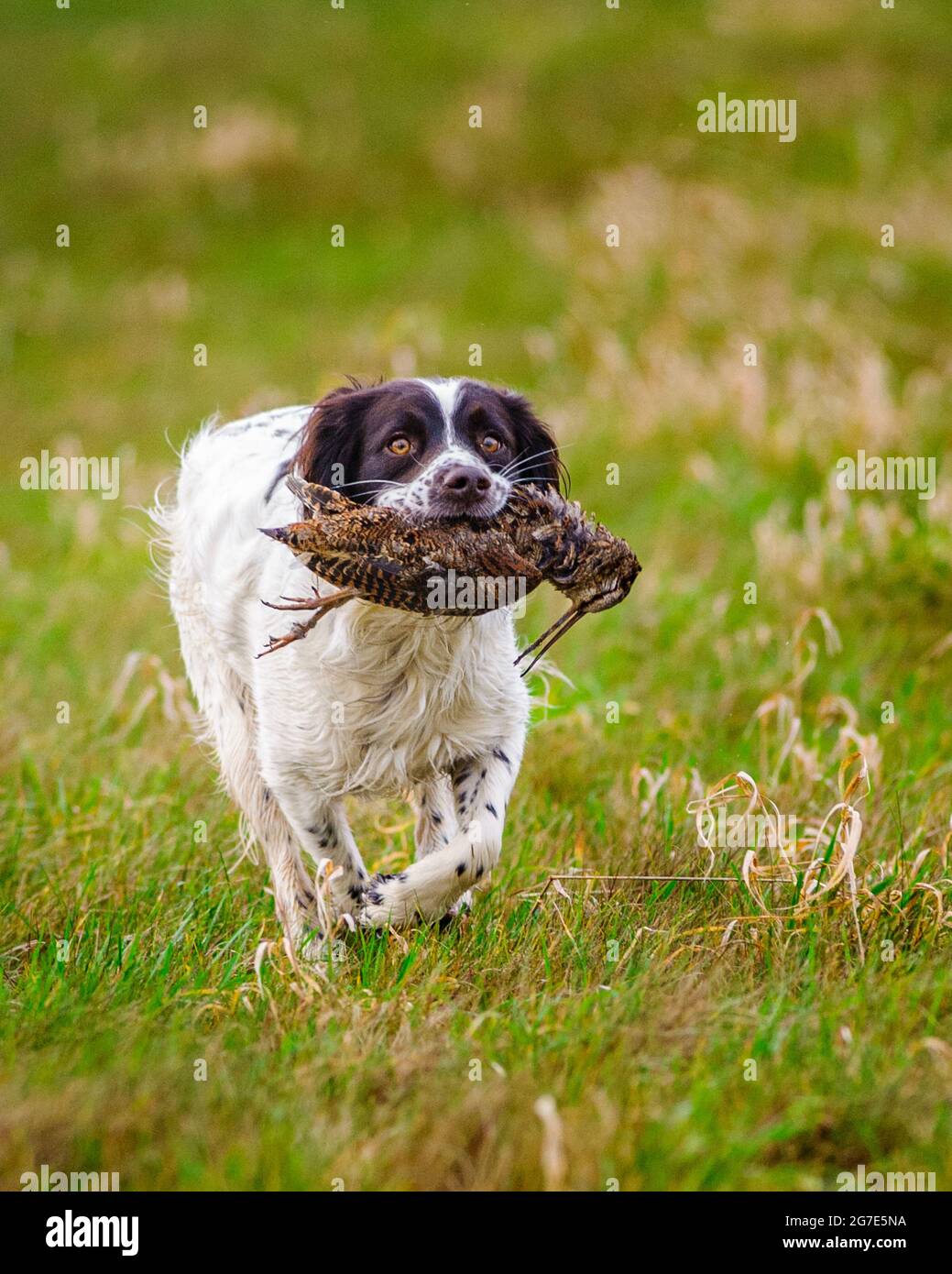 English springer retrieving bird adult hi-res stock photography and ...