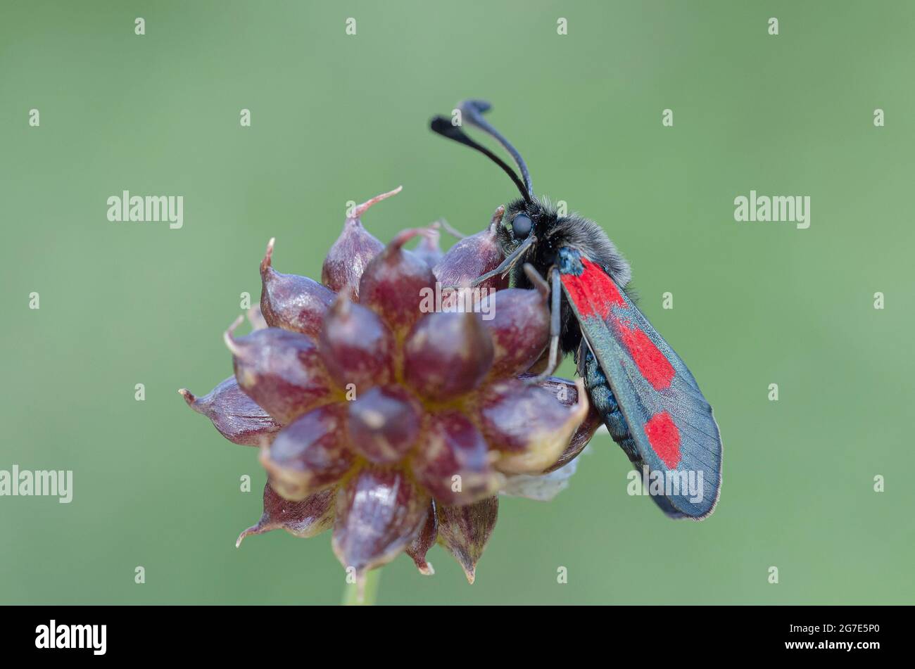 red-banded burnet zygaena sarpedon in close view on scabiosa Stock ...