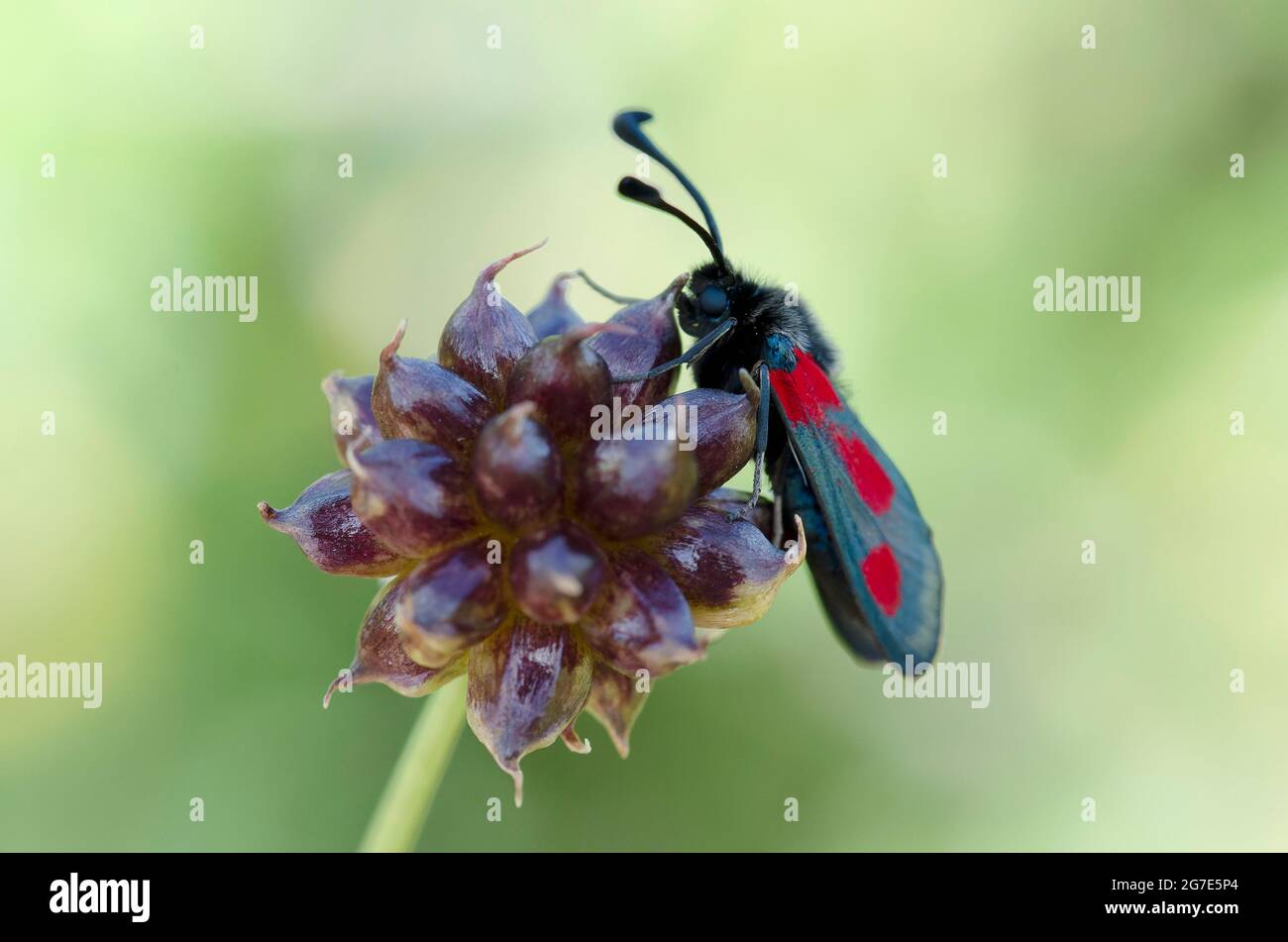 red-banded burnet zygaena sarpedon in close view on scabiosa Stock ...