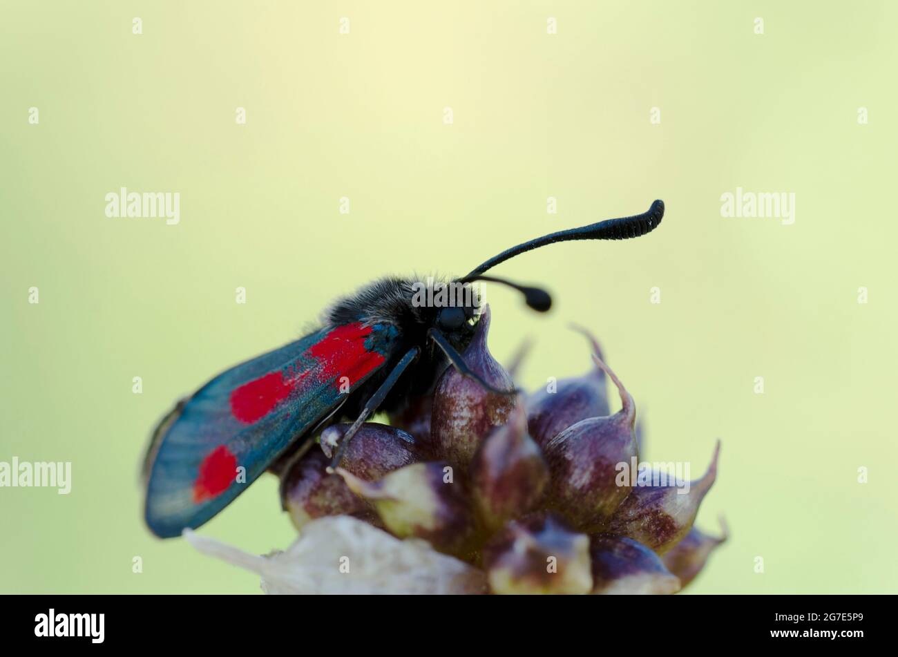 red-banded burnet zygaena sarpedon in close view on scabiosa Stock ...