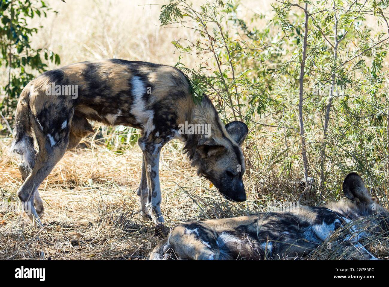 African Wild Dogs, Lycaon pictus Stock Photo - Alamy