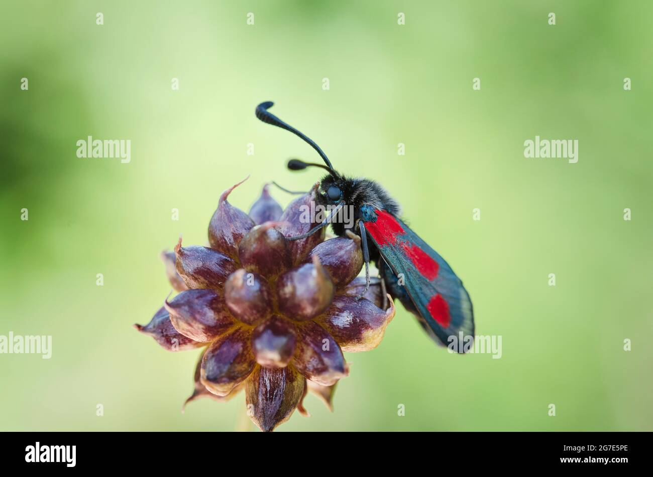 red-banded burnet zygaena sarpedon in close view on scabiosa Stock ...