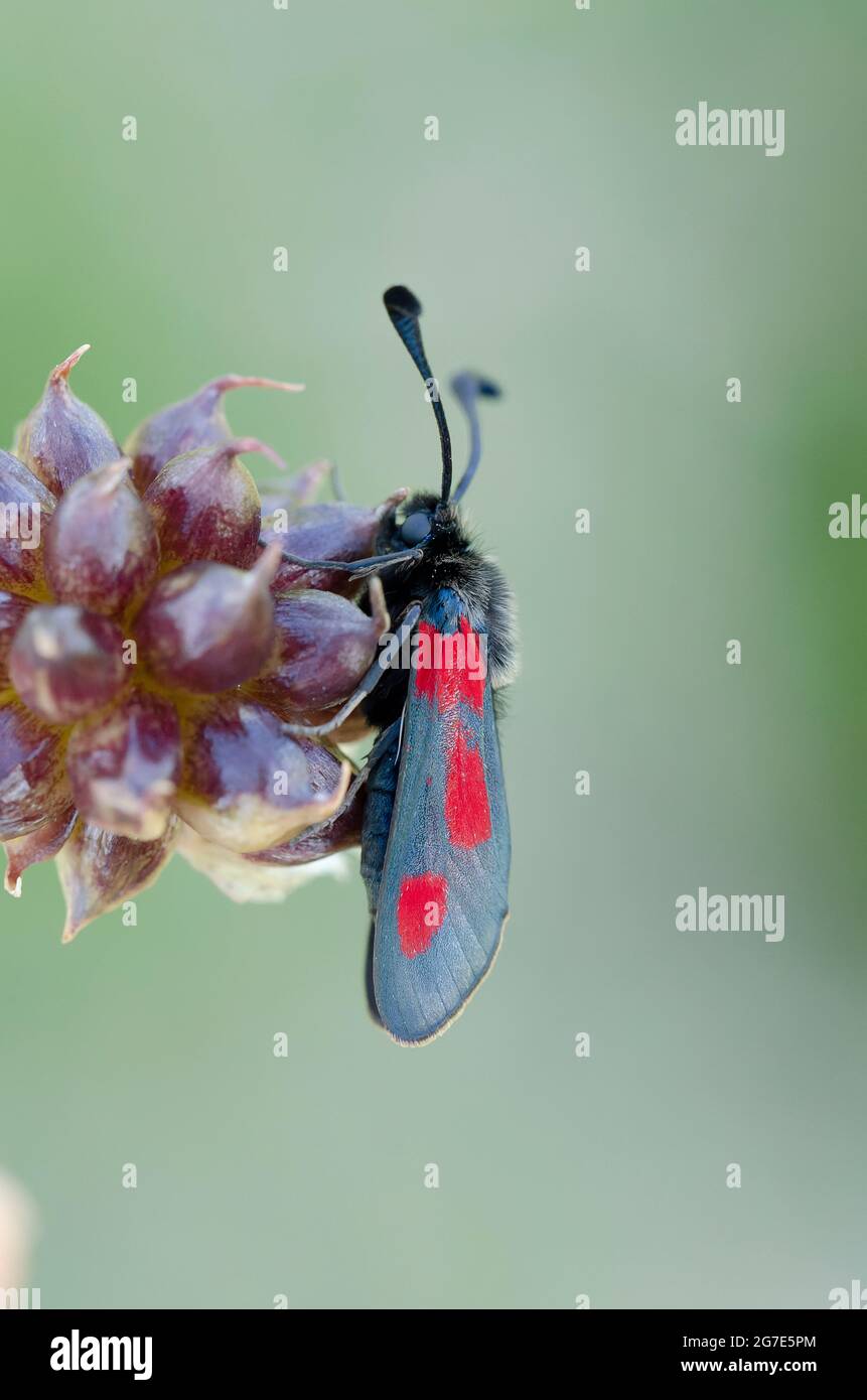red-banded burnet zygaena sarpedon in close view on scabiosa Stock ...