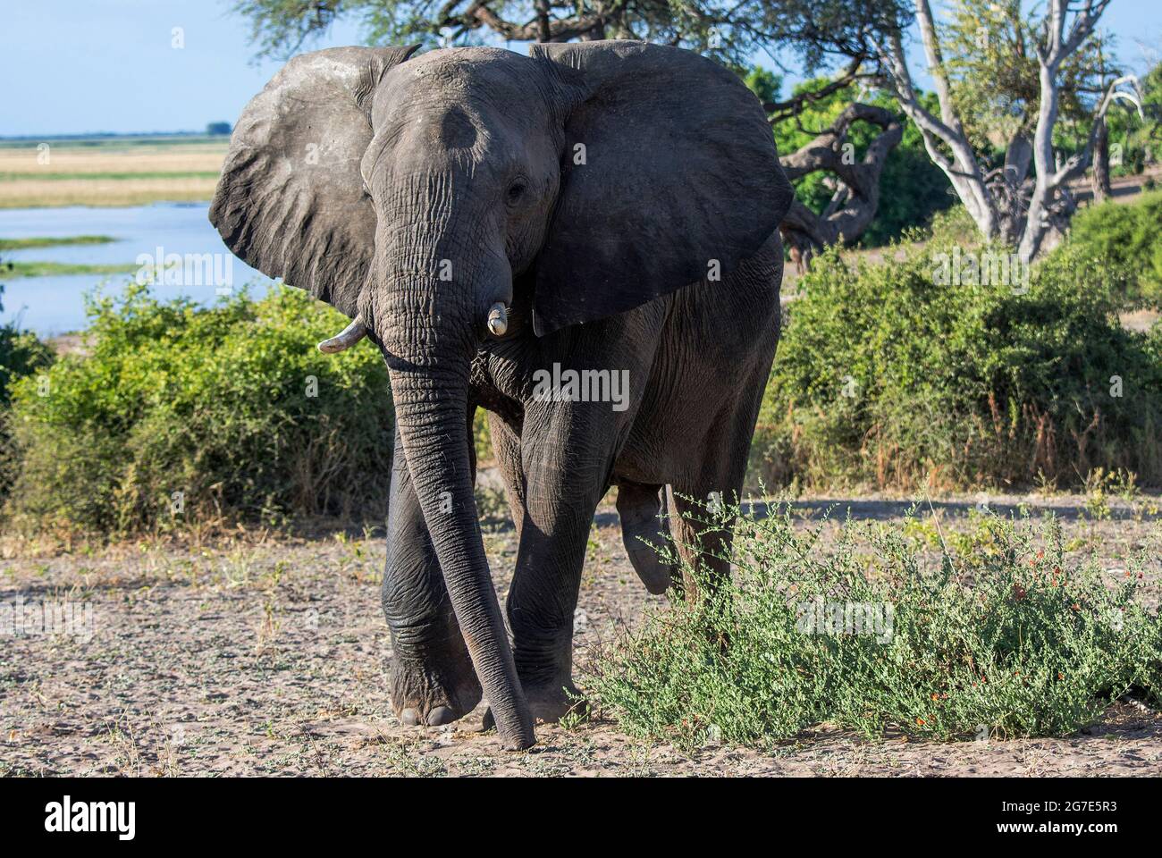 African Elephant, Loxodonta africana Stock Photo - Alamy
