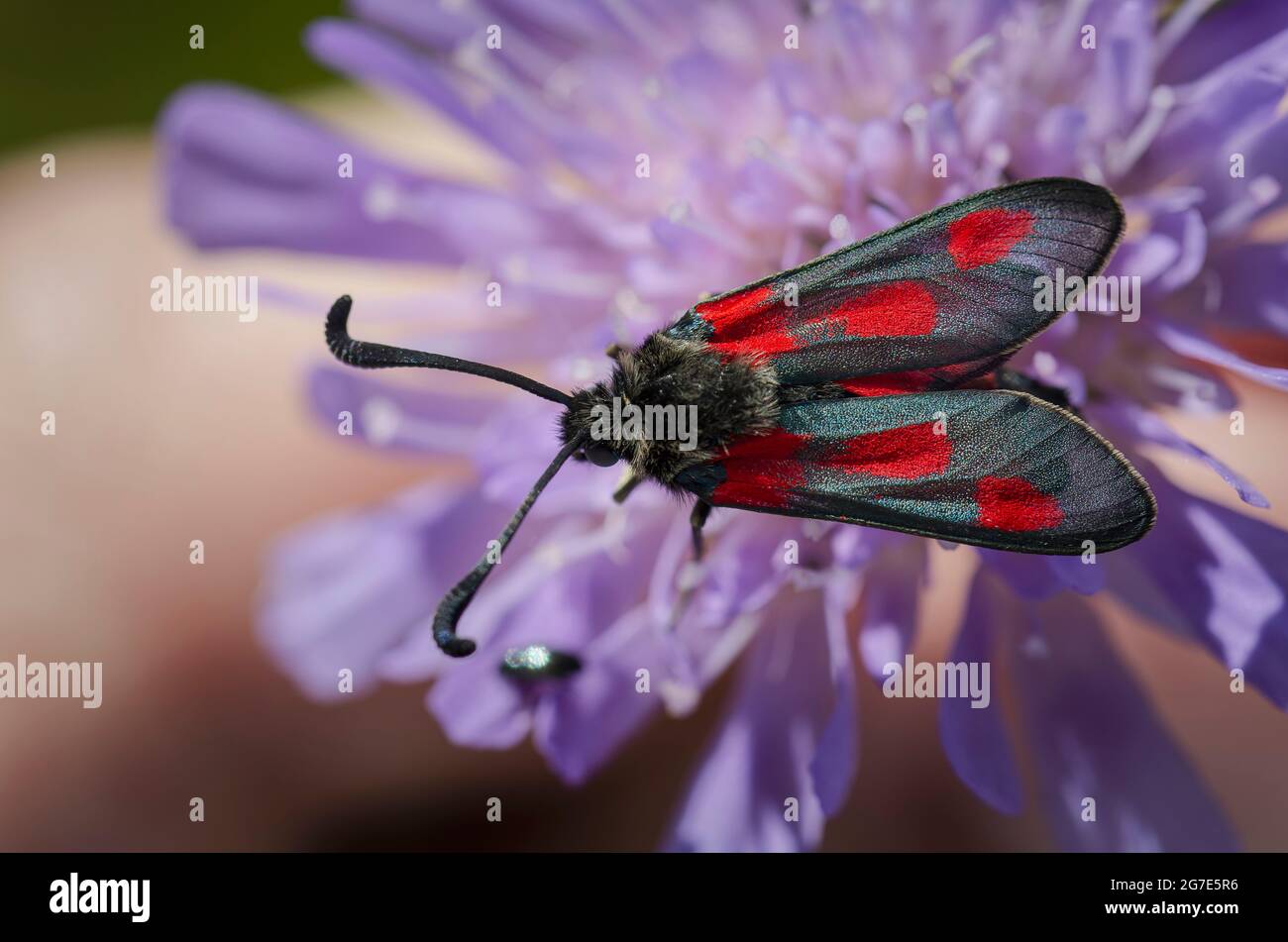 red-banded burnet zygaena sarpedon in close view on scabiosa Stock ...