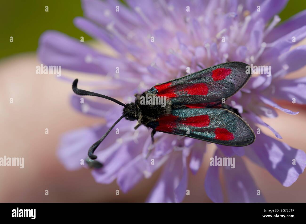 red-banded burnet zygaena sarpedon in close view on scabiosa Stock ...