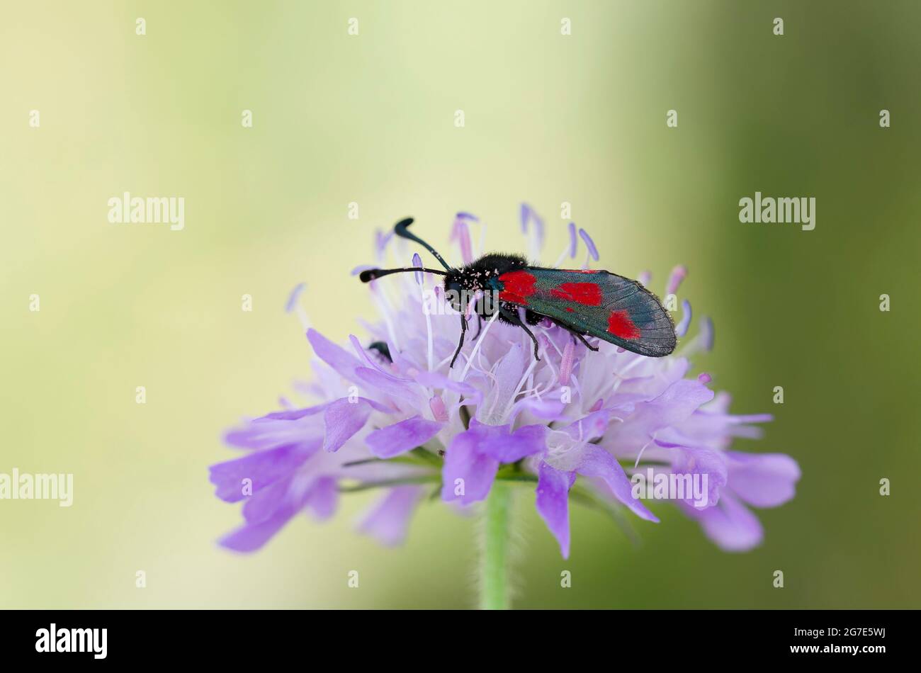 red-banded burnet zygaena sarpedon in close view on scabiosa Stock ...