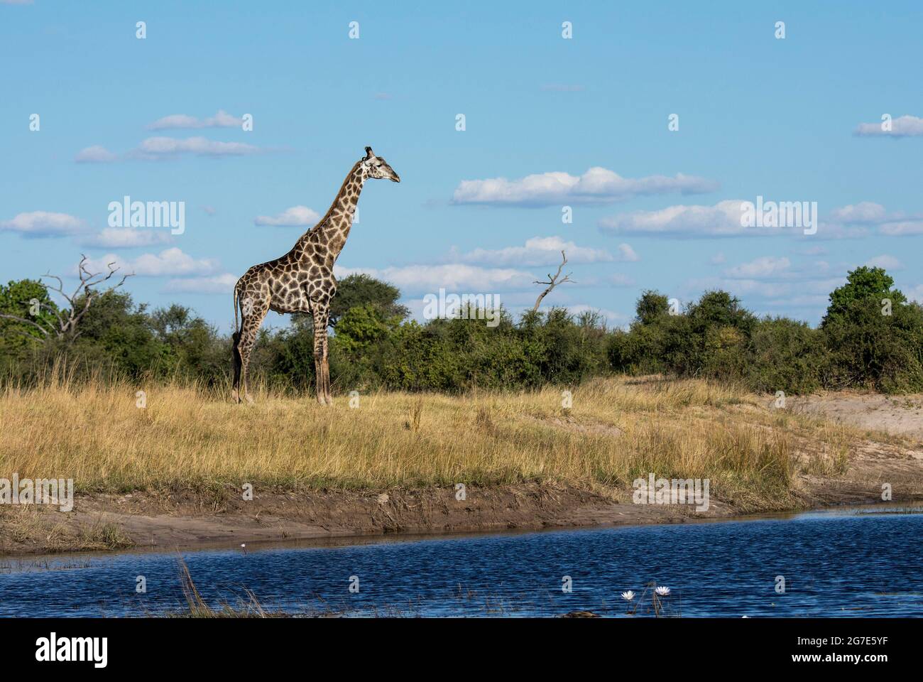 South African Giraffe, Giraffa camelopardalis giraffa Stock Photo - Alamy