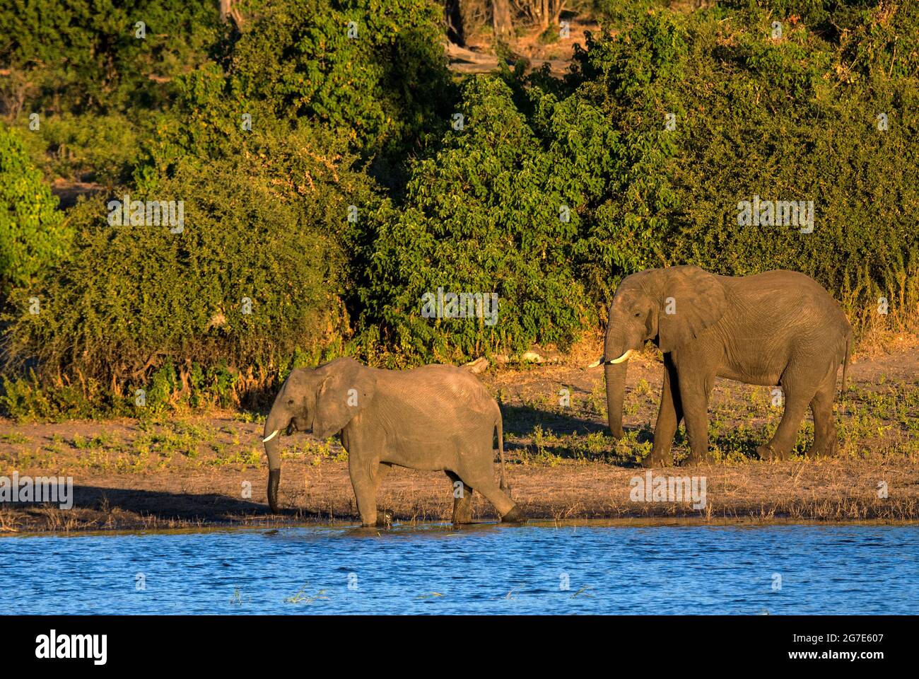 Bull and cow elephants hi-res stock photography and images - Alamy
