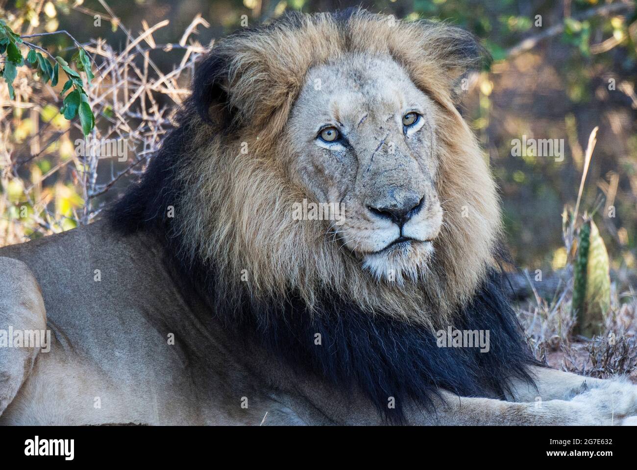 African Lion, Panthera leo Stock Photo - Alamy