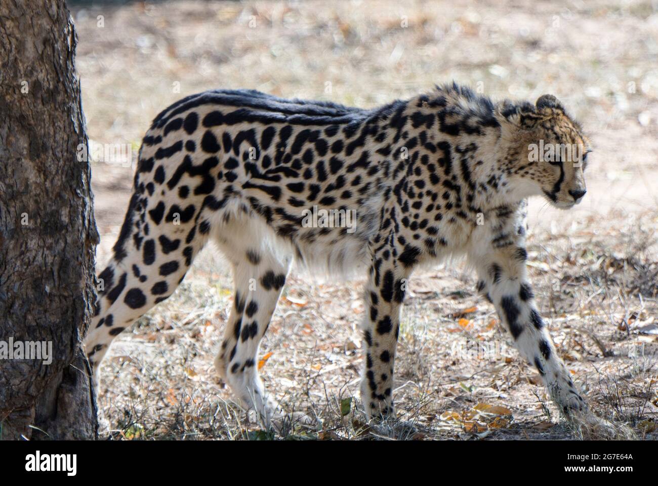 King Cheetah, Acinonyx jubatus Stock Photo - Alamy