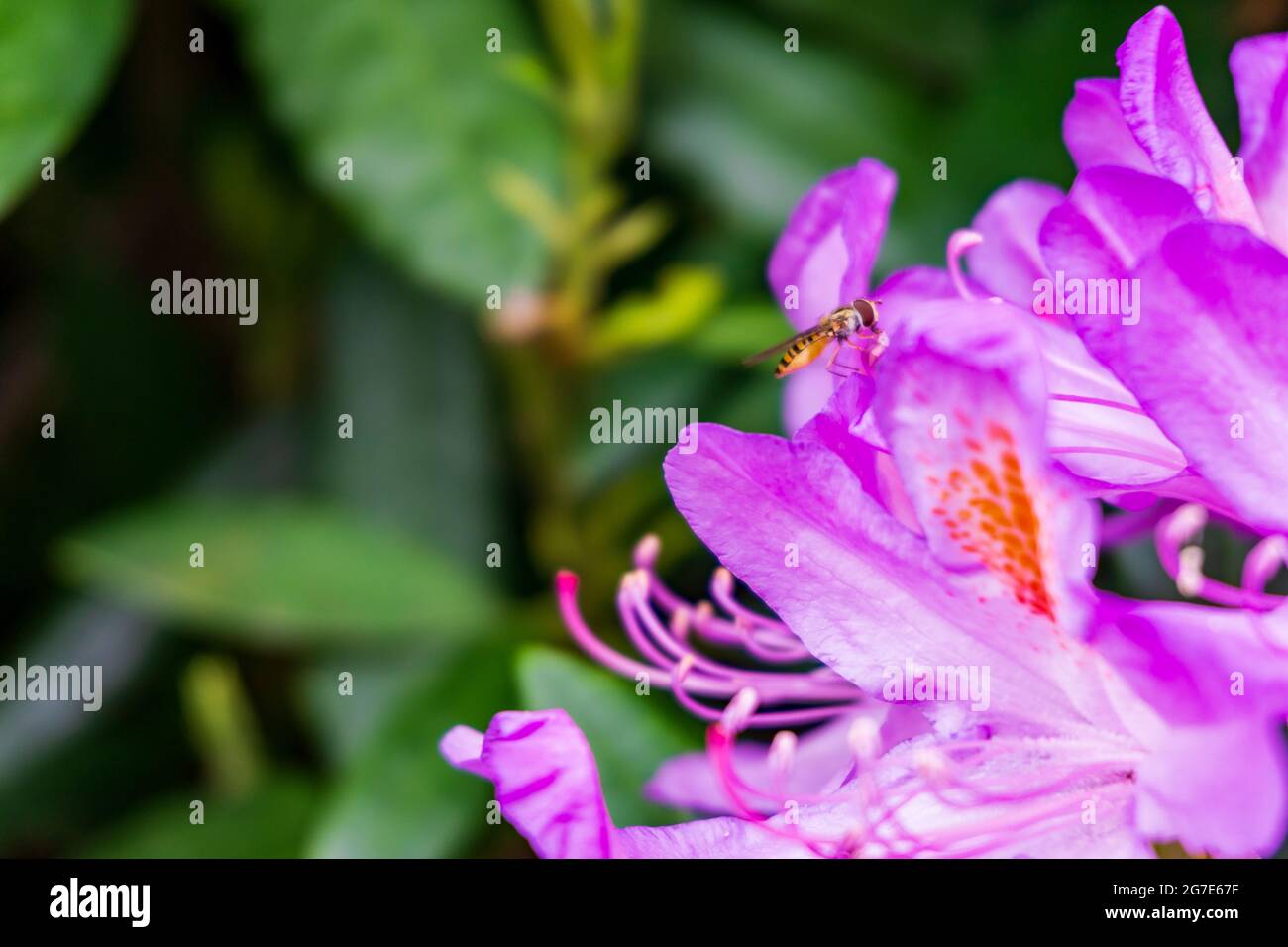 A series of photos with bees trying to pollinate azaleas and rhododendrons Stock Photo - Alamy