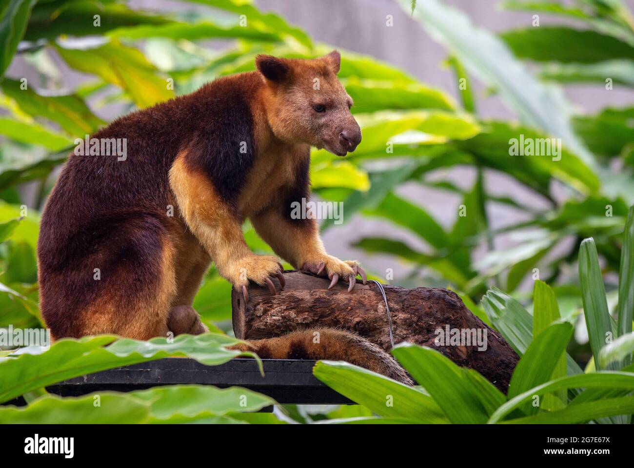 Goodfellow's Tree Kangaroo, Dendrolagus goodfellowi Stock Photo - Alamy