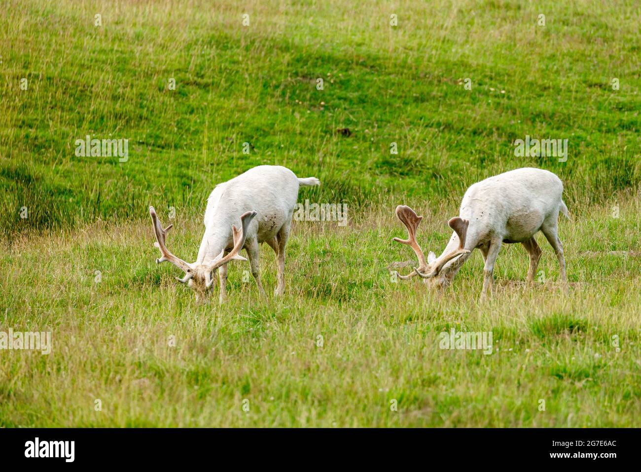 Flock white fallow deer hi-res stock photography and images - Alamy