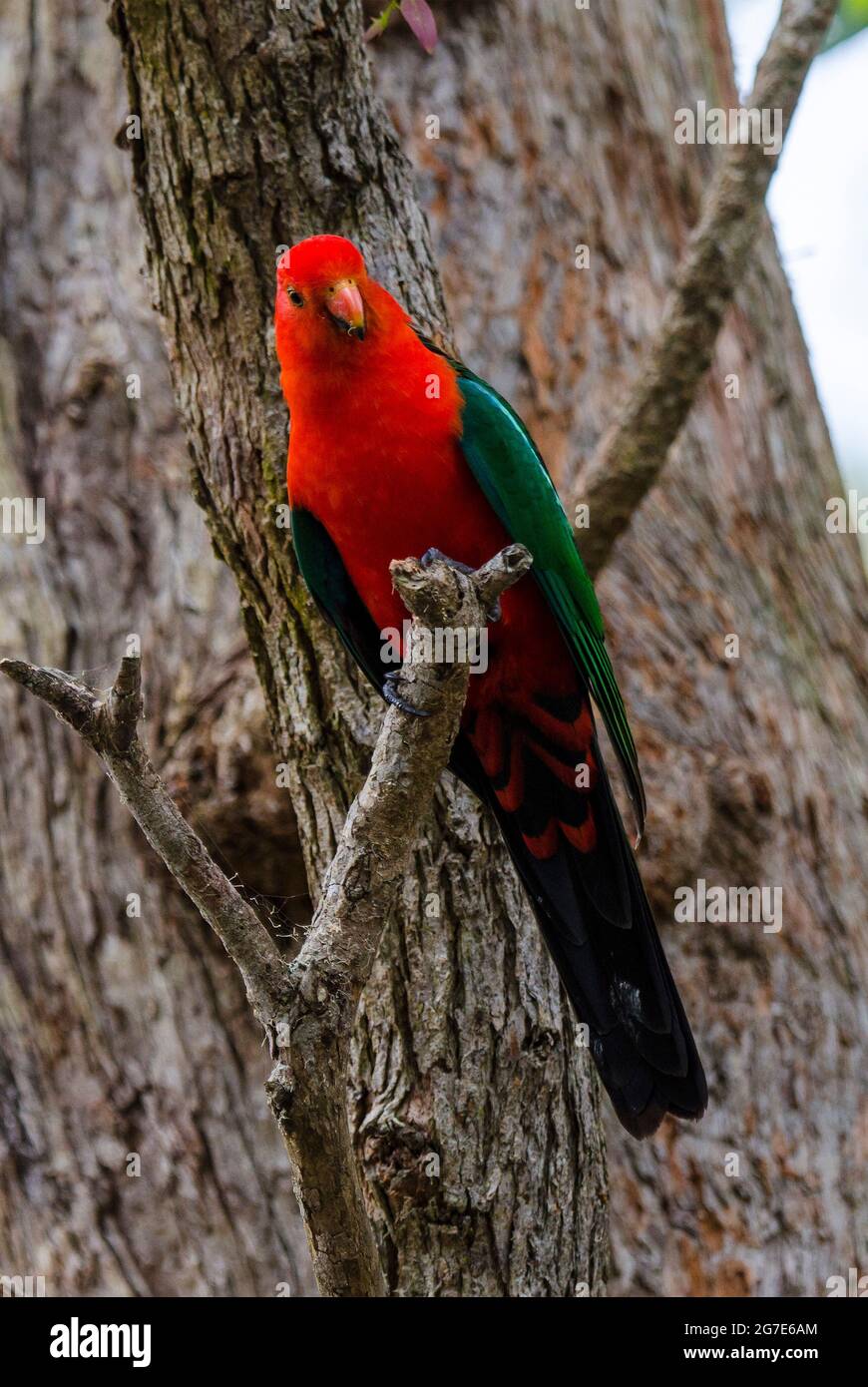 Australia king parrot hi-res stock photography and images - Alamy