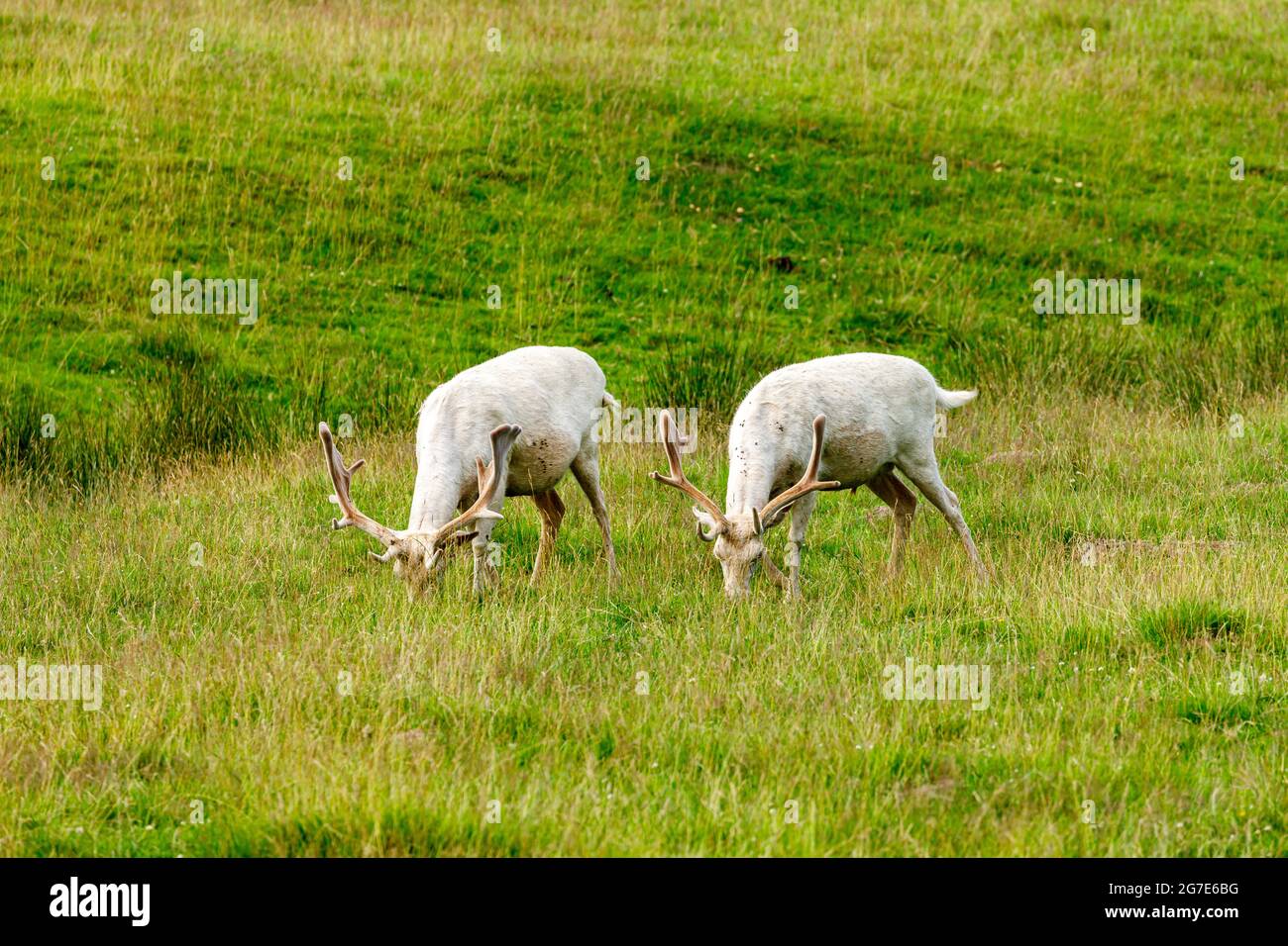 Flock white fallow deer hi-res stock photography and images - Alamy