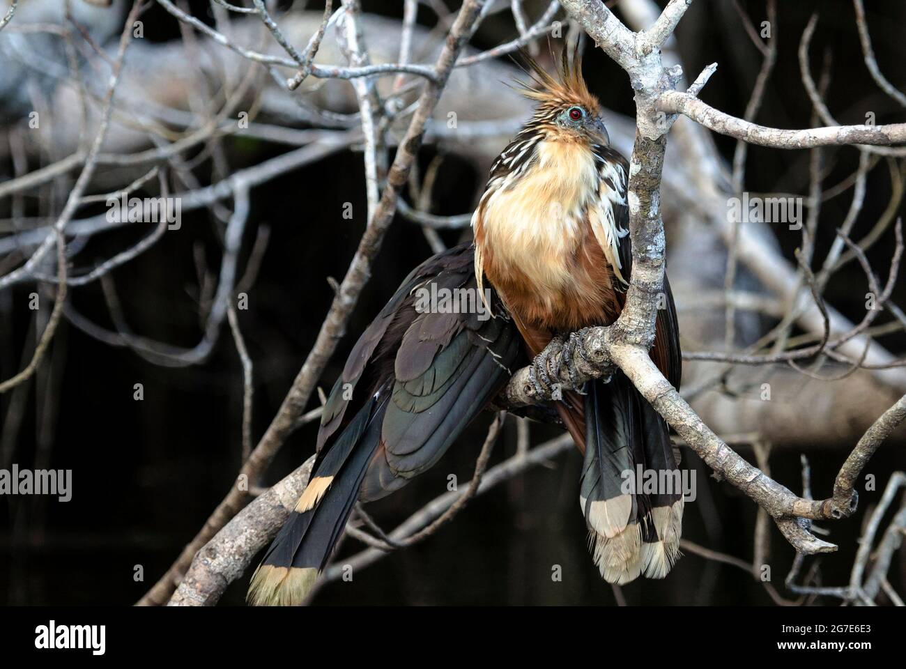 Hoatzin, Opisthocomus hoazin Stock Photo - Alamy
