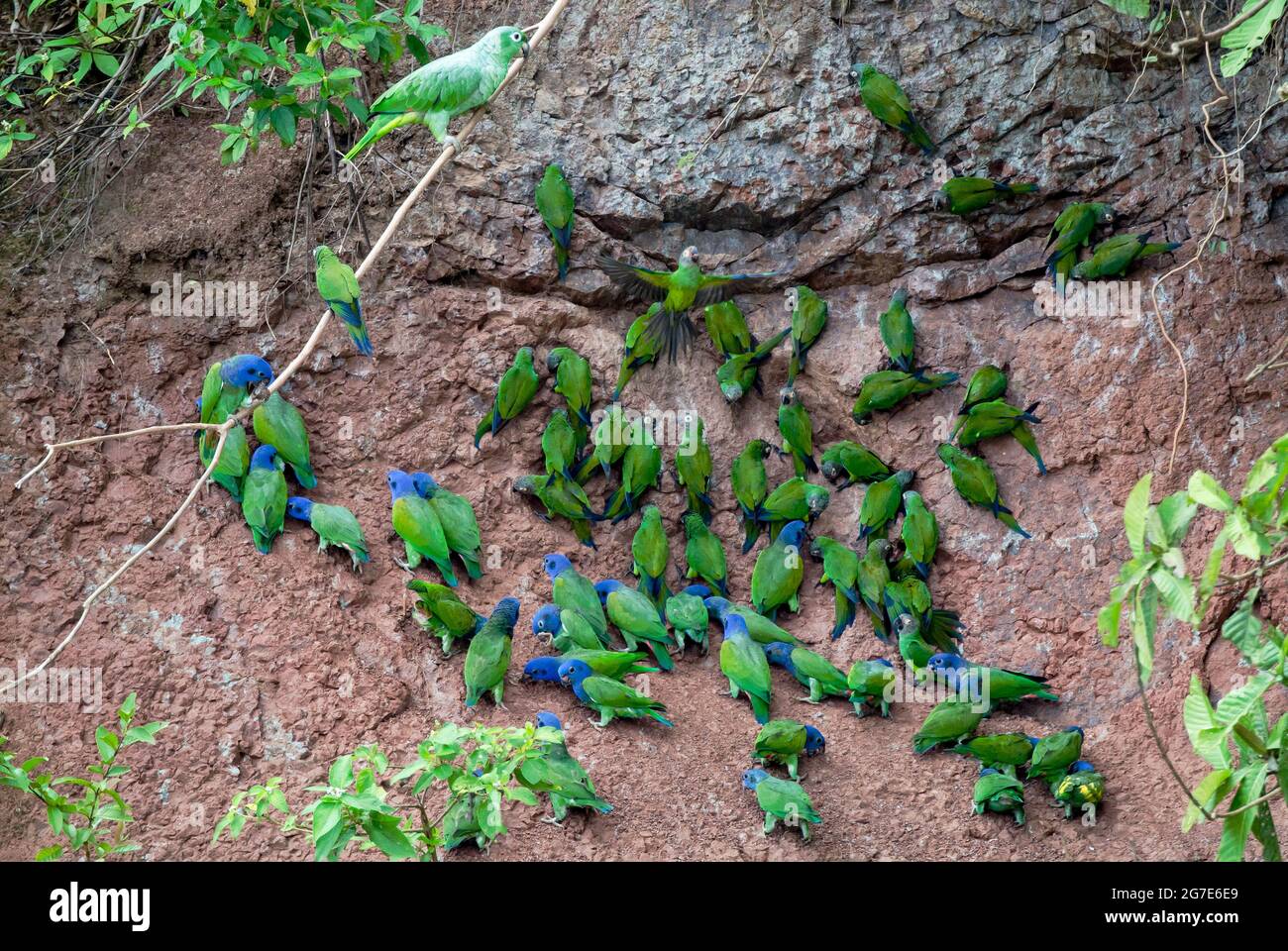 Parrot Lick, Napo River Stock Photo - Alamy