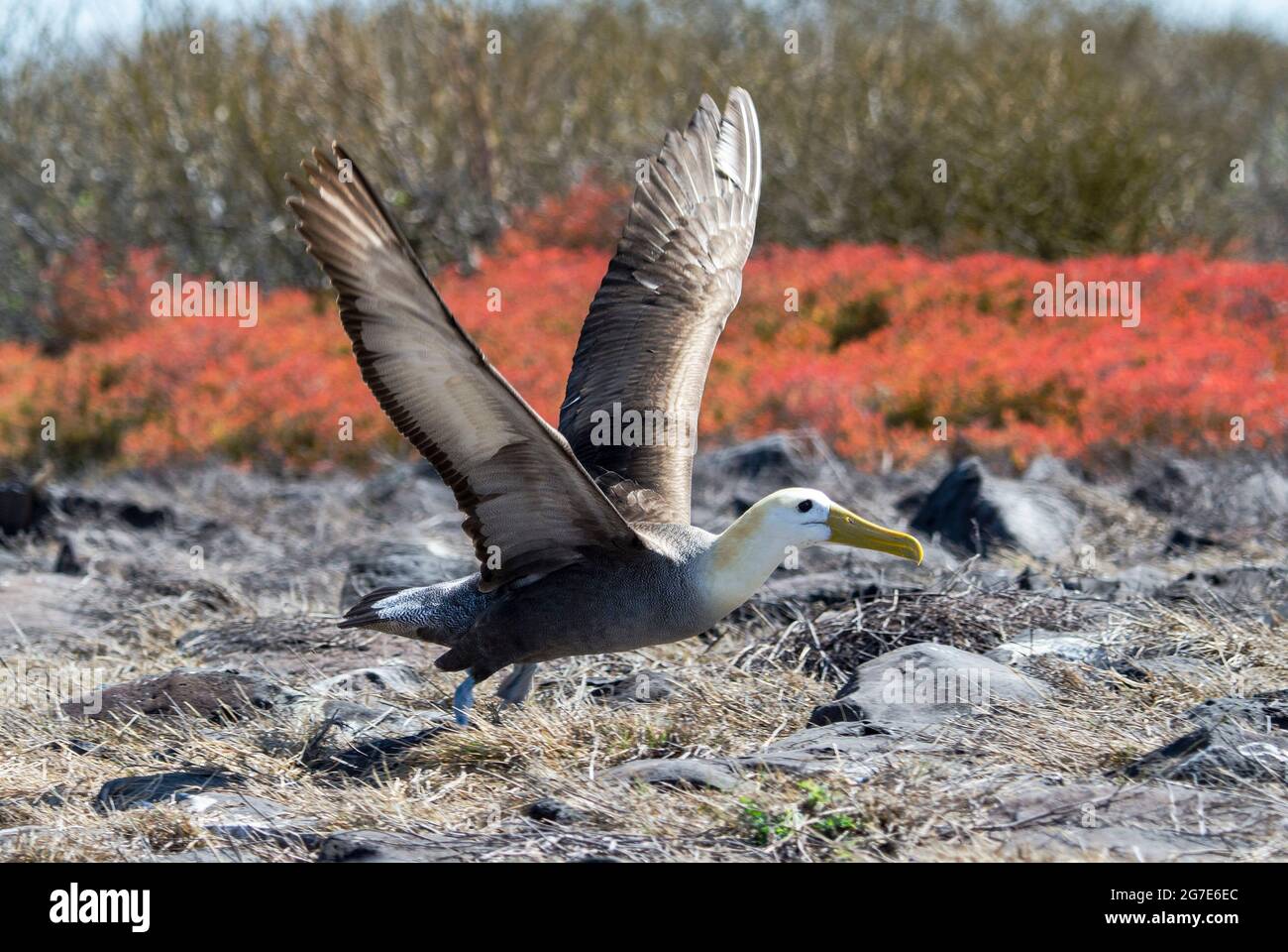 Waved Albatross, Galapagos Islands Stock Photo - Alamy