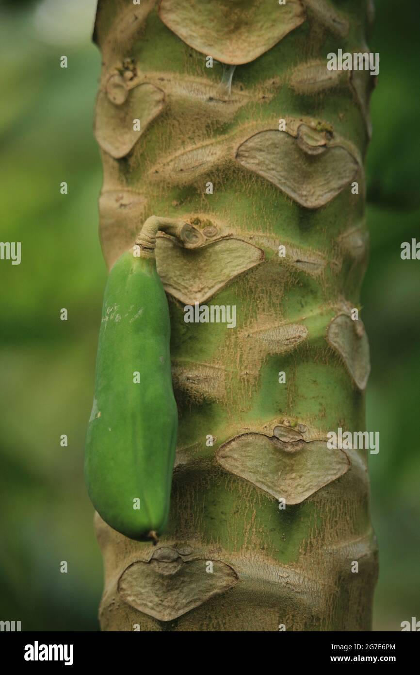From the middle of the papaya tree is a small shaped papaya Stock Photo ...