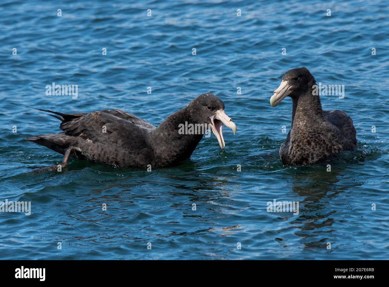 Southern Giant Petrel, Macronectes giganteus Stock Photo - Alamy