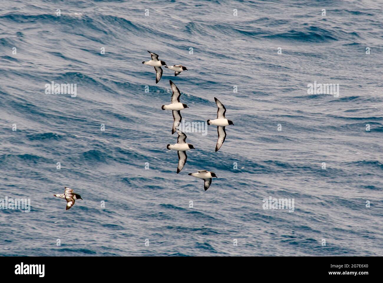 Cape Petrels, Daption capense Stock Photo - Alamy