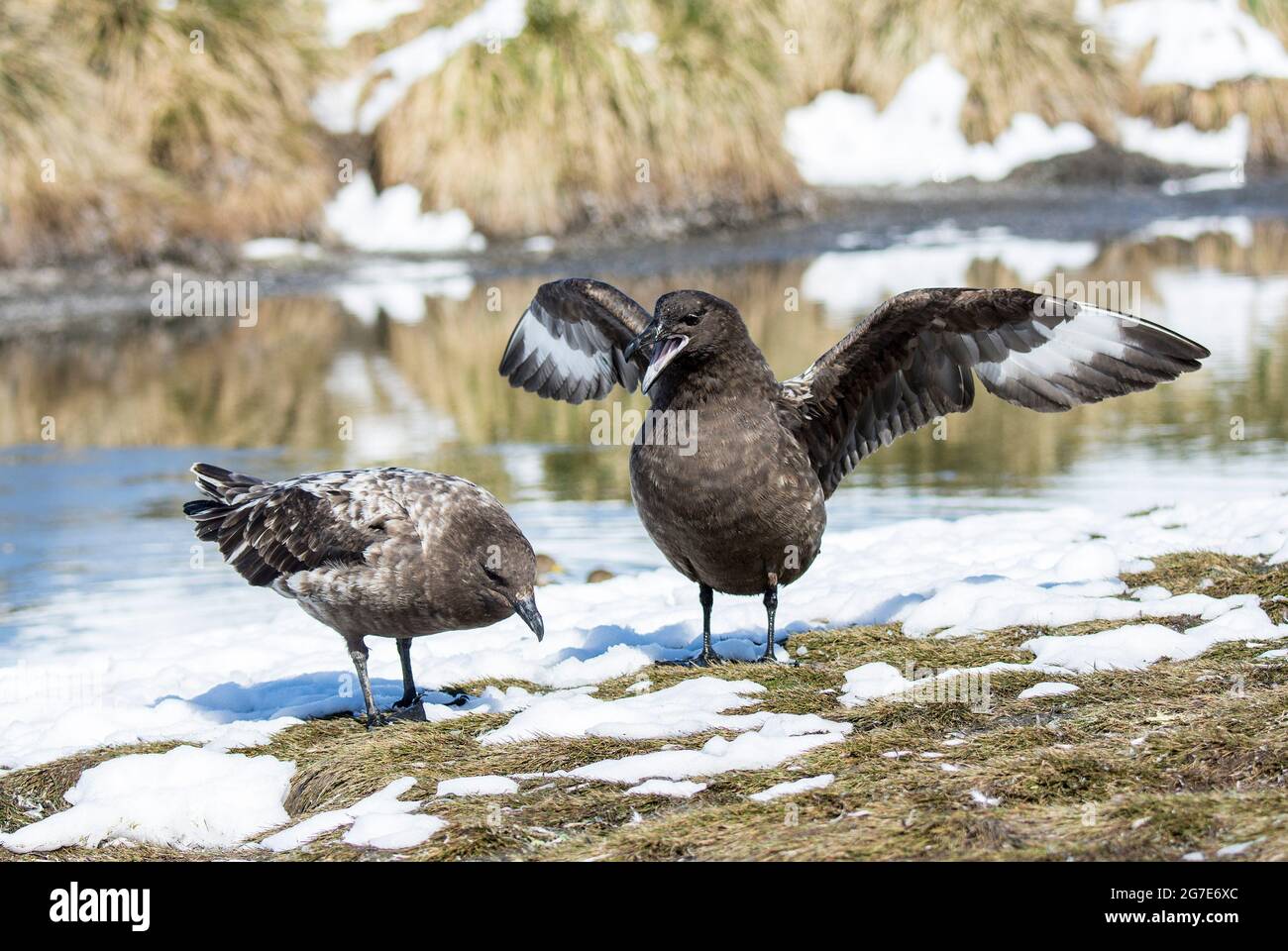 Subantarctic Skuas, Catharacta antarctica Stock Photo - Alamy