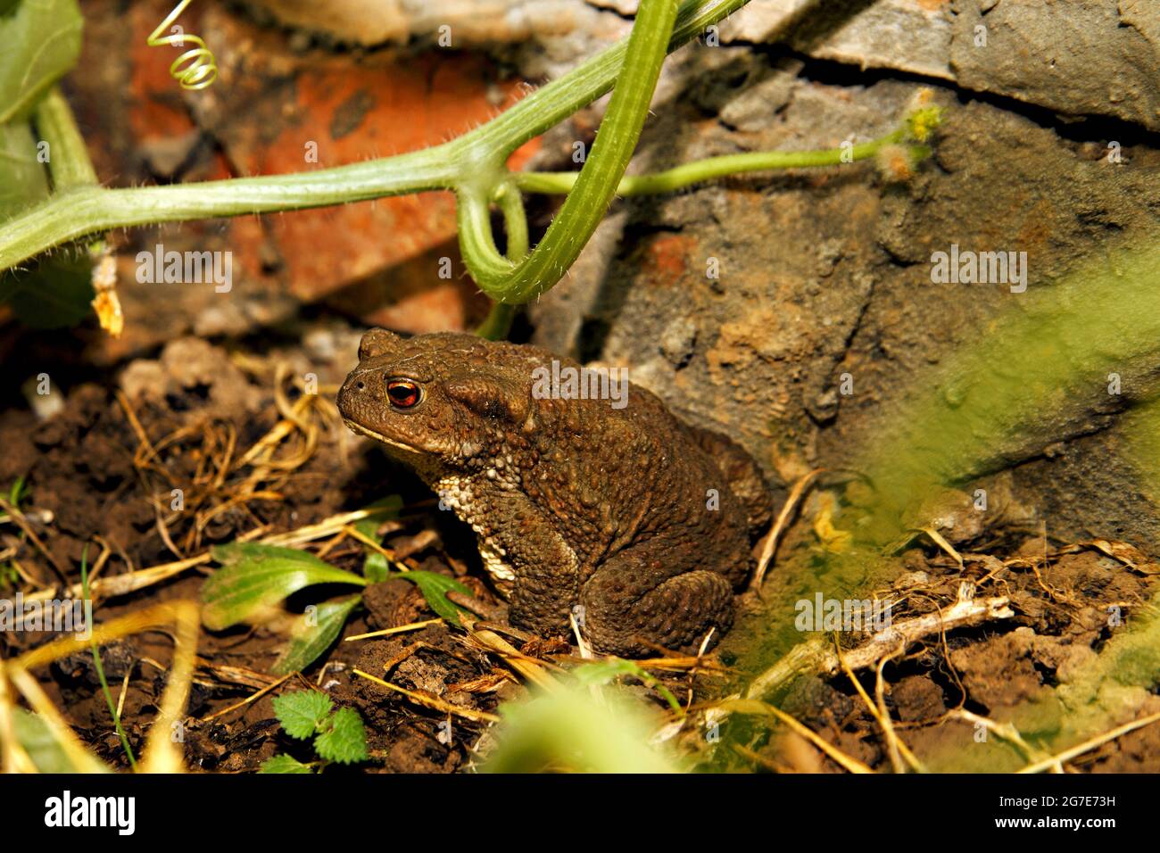 Gray toad with warts among green plants in greenhouse. Selective focus ...