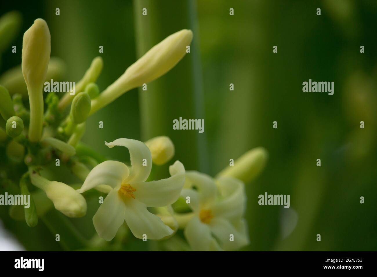 Portrait of white papaya flower on papaya tree Stock Photo - Alamy