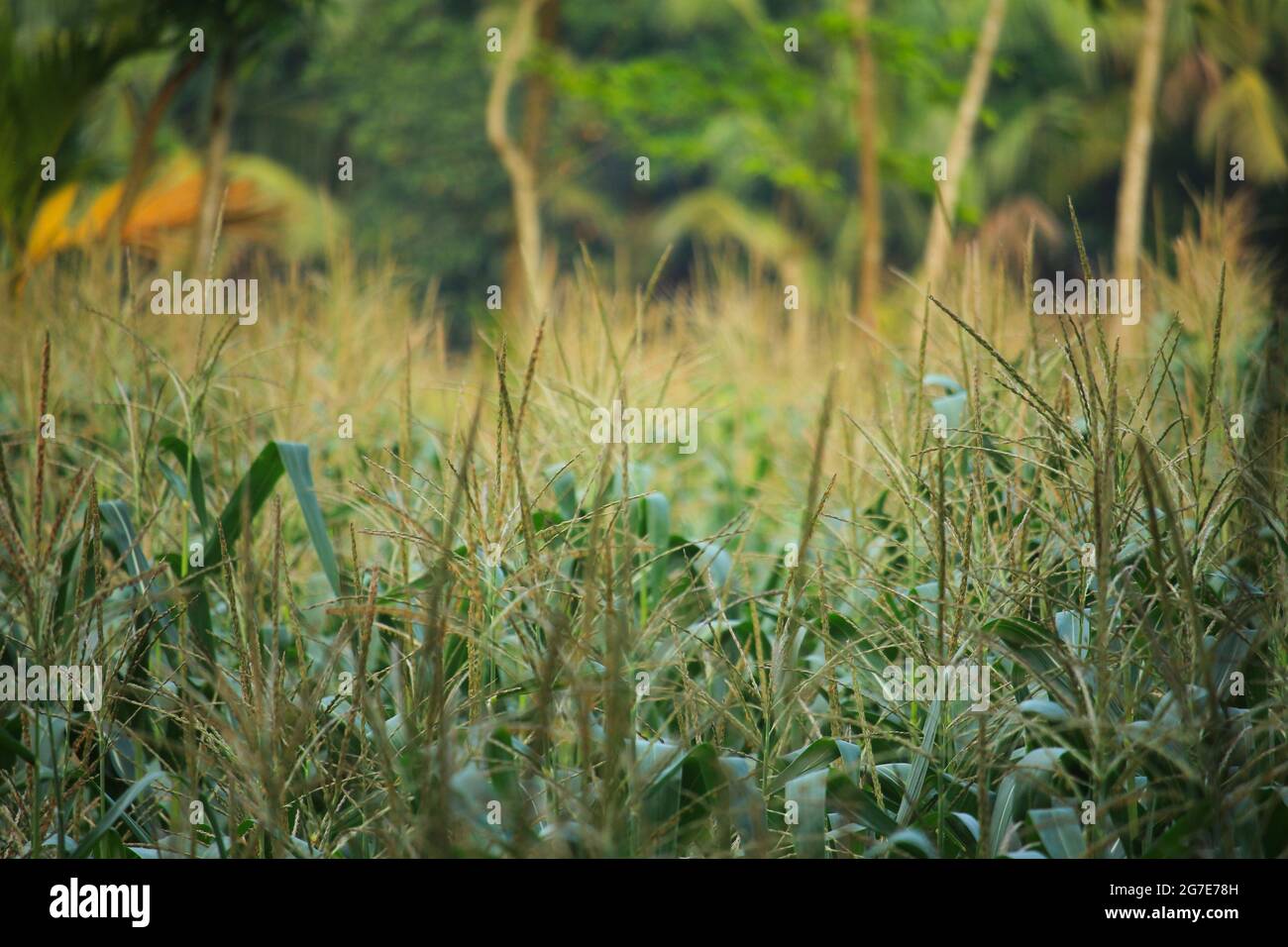 The corn plant has flowers in the corn field Stock Photo - Alamy