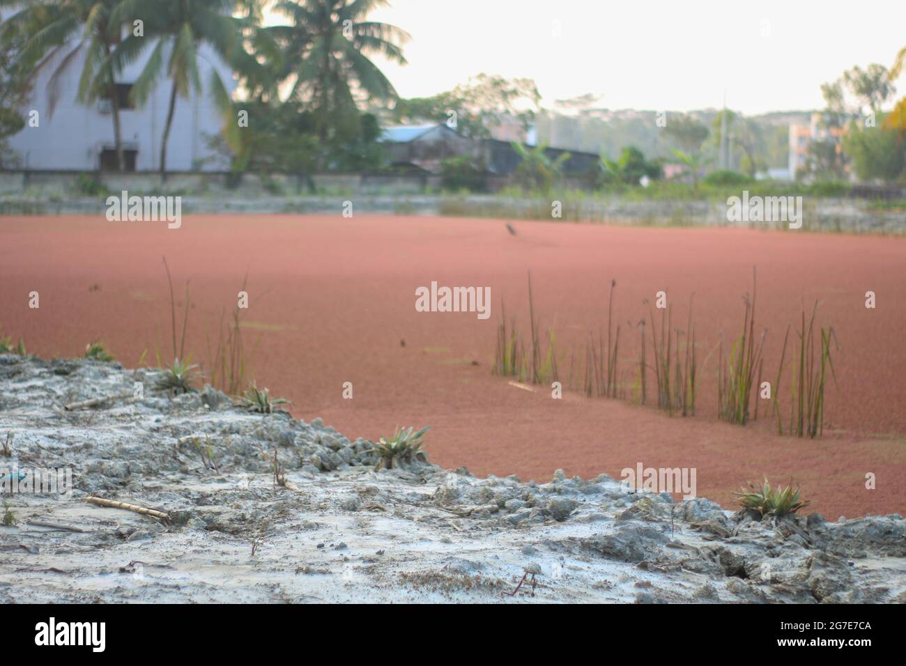 Pond Red Algae
