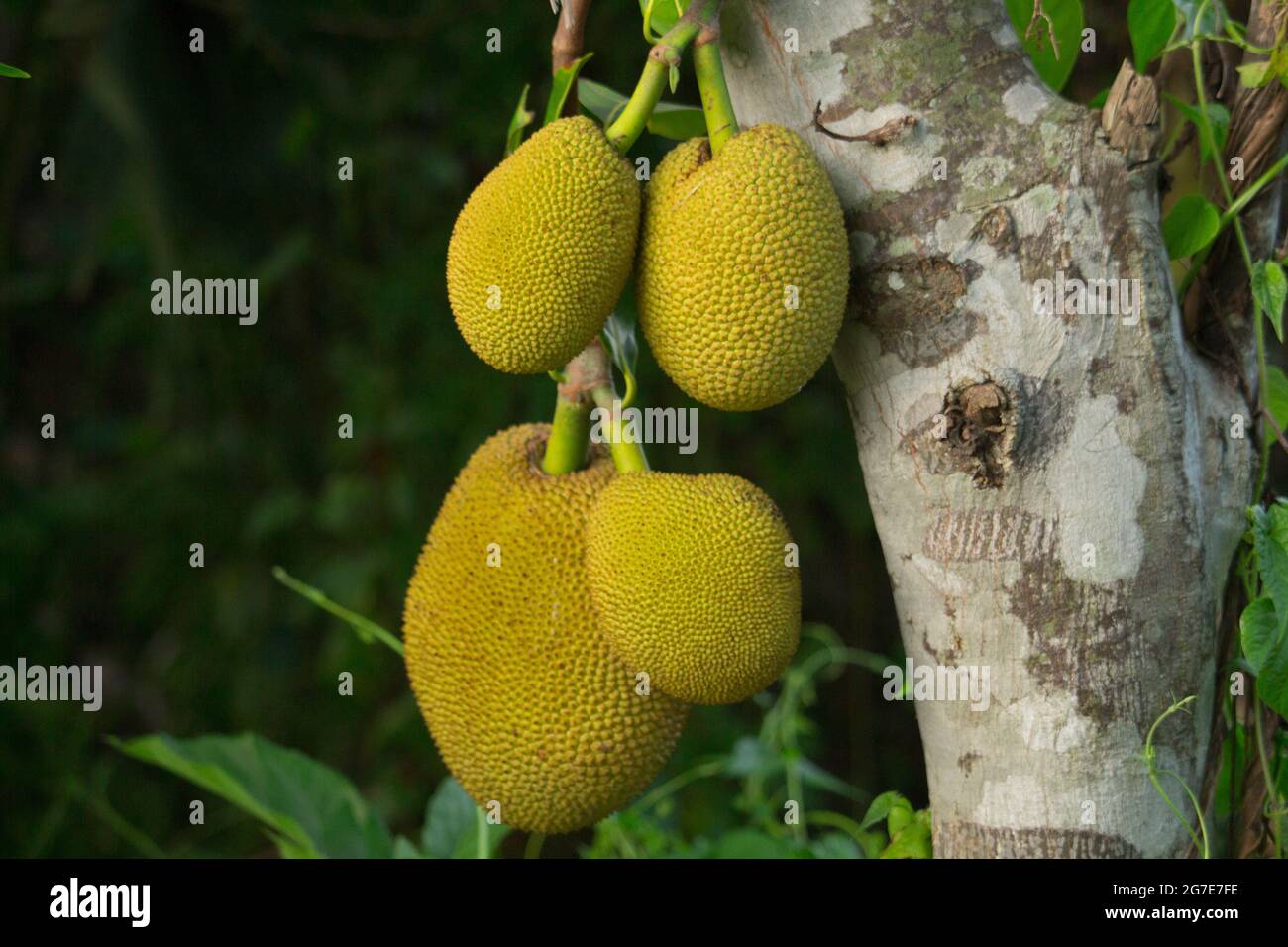 Jackfruit trees hi-res stock photography and images - Alamy