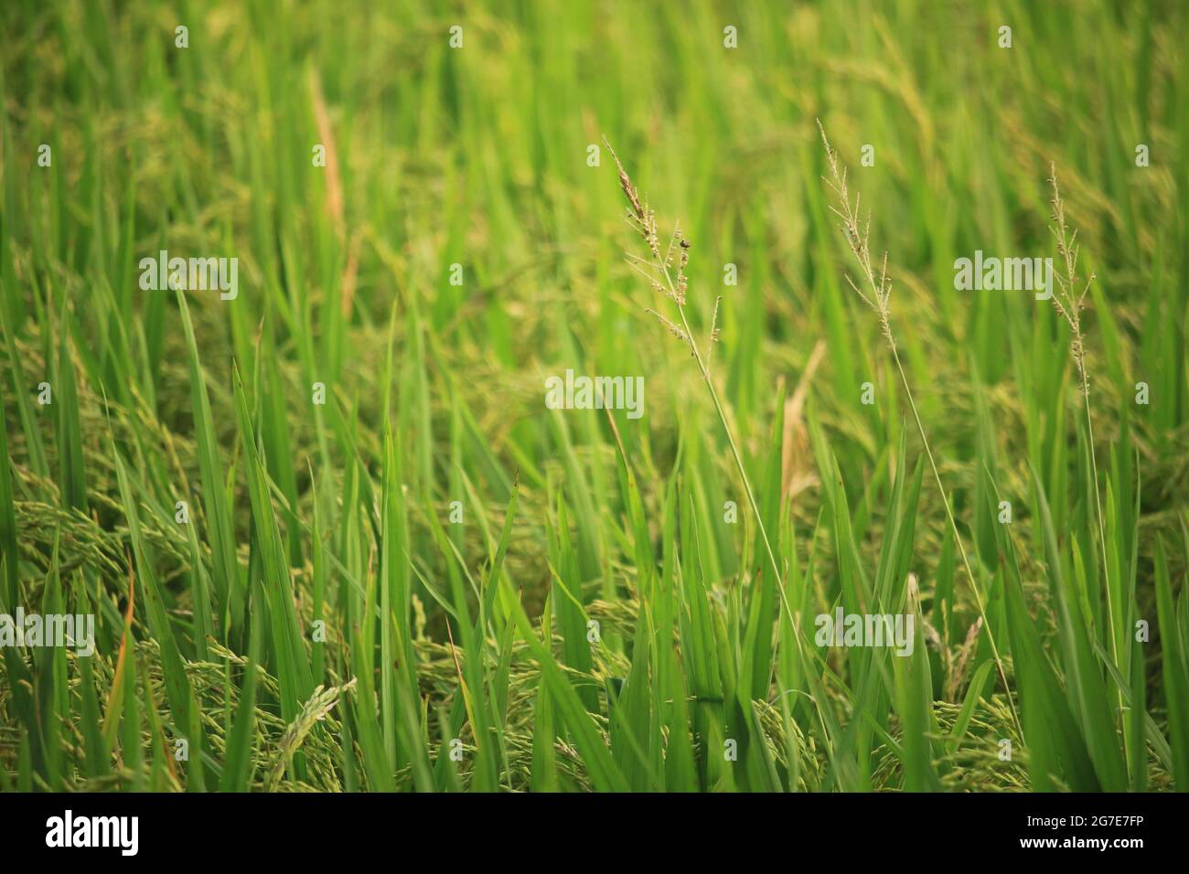 Green paddy field in taiwan hi-res stock photography and images - Alamy