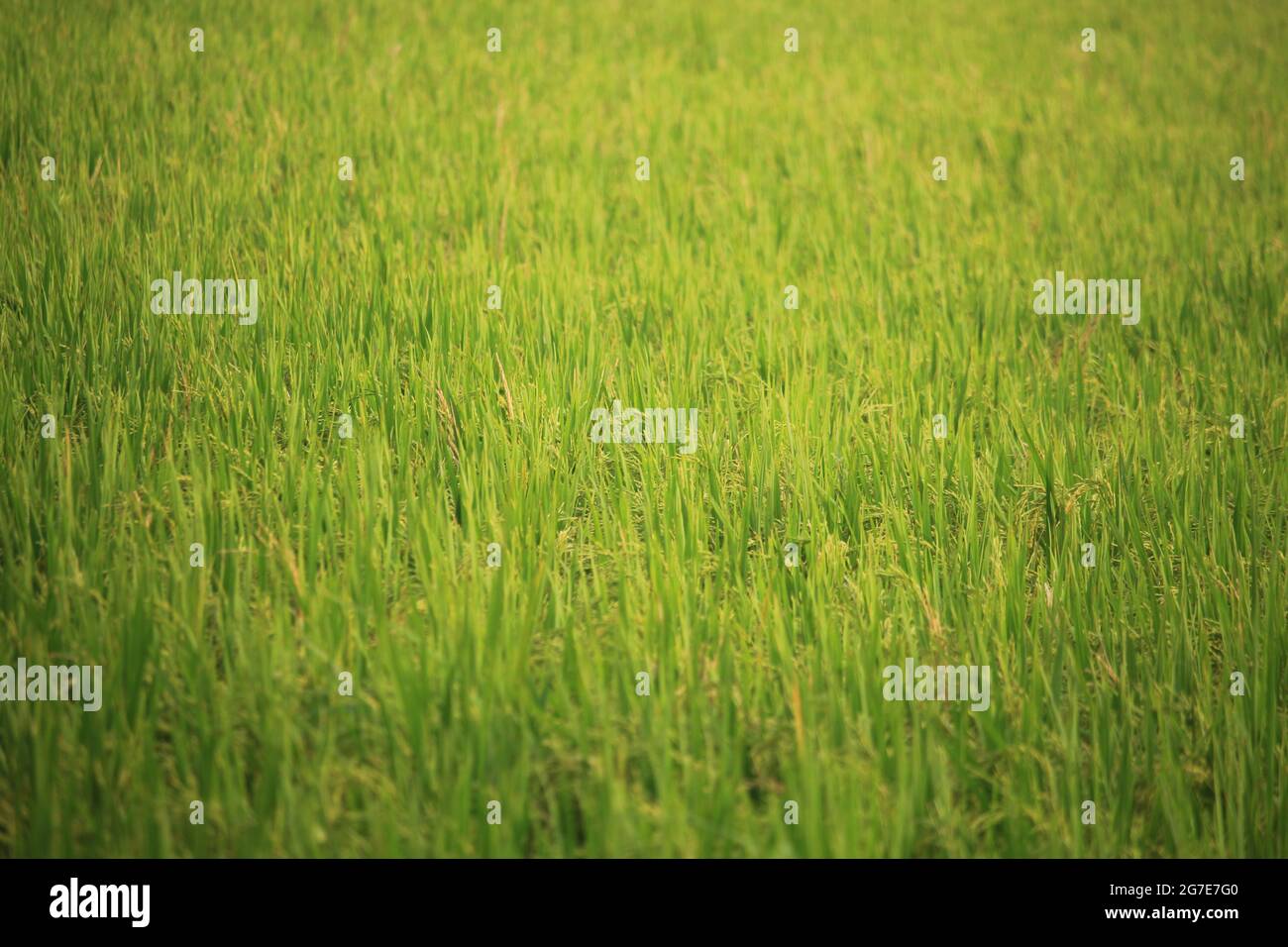 Ripe paddy plants hi-res stock photography and images - Alamy