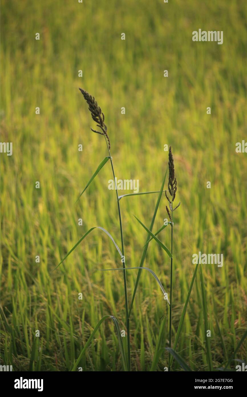 Two grass seeds in a paddy field Stock Photo - Alamy