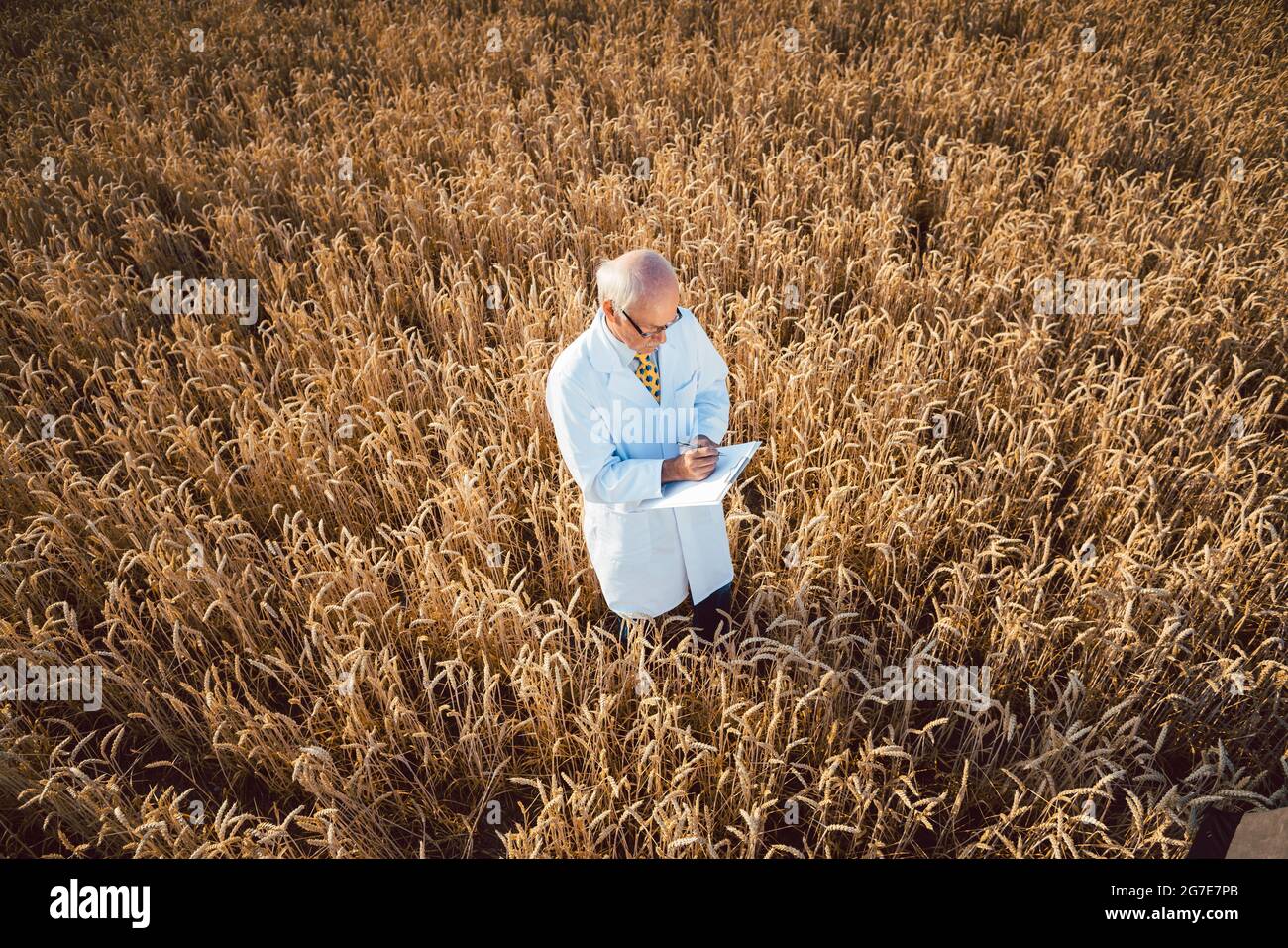 Scientist doing field test of new GMO grain for better yield, shot from ...