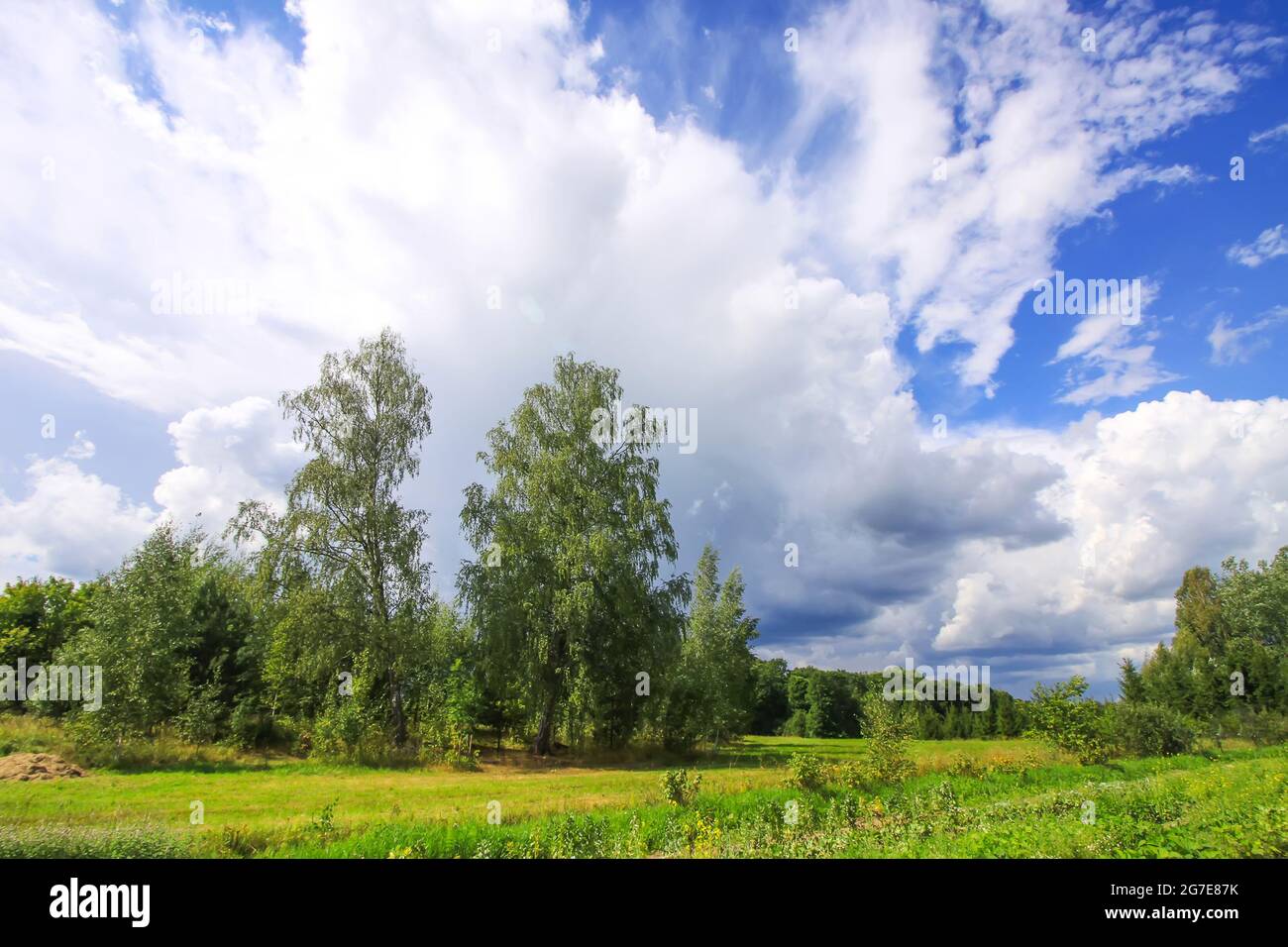 Summer landscape in Latvia, East Europe. Birch trees and white clouds ...