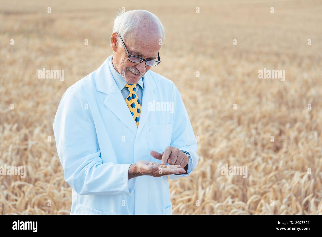 Agricultural scientist looking for quality of new seeds in grain field ...