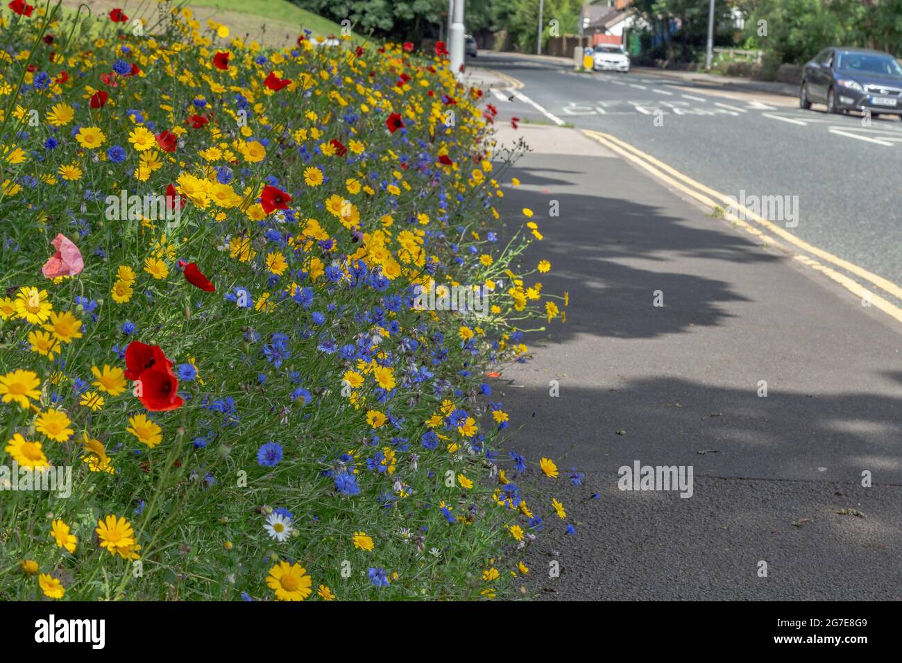 A wildflower roadside verge next to Otley Road in Baildon, West ...