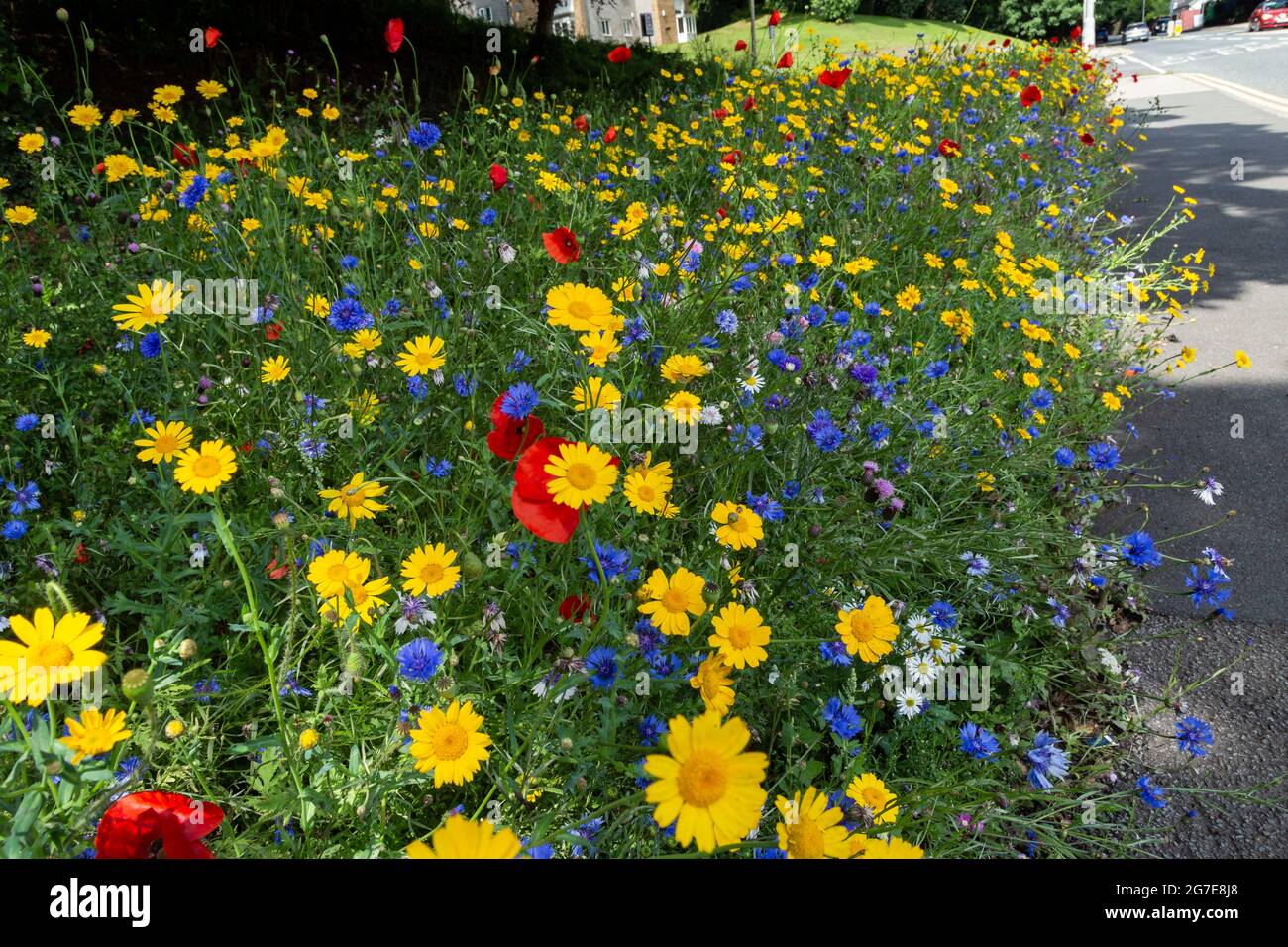 A wildflower roadside verge next to Otley Road in Baildon, West ...